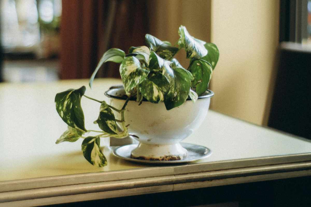 2 BEST Methods to Propagate Pothos Cuttings