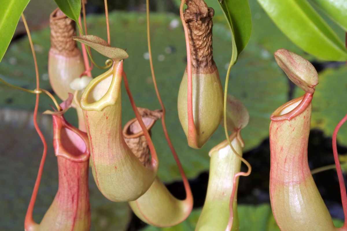 How to Care For Pitcher Plant / Nepenthes