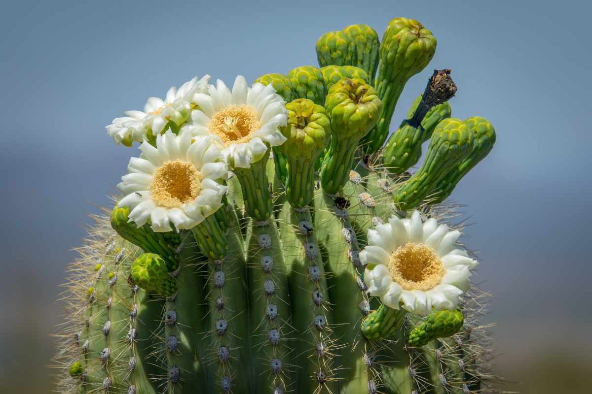 TOP 5 Cactus With 100% Blooming
