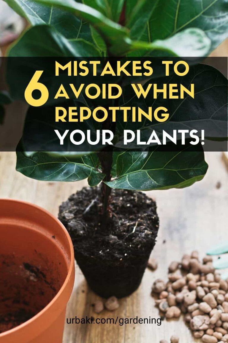 6 Mistakes to Avoid when Repotting Your Plants!