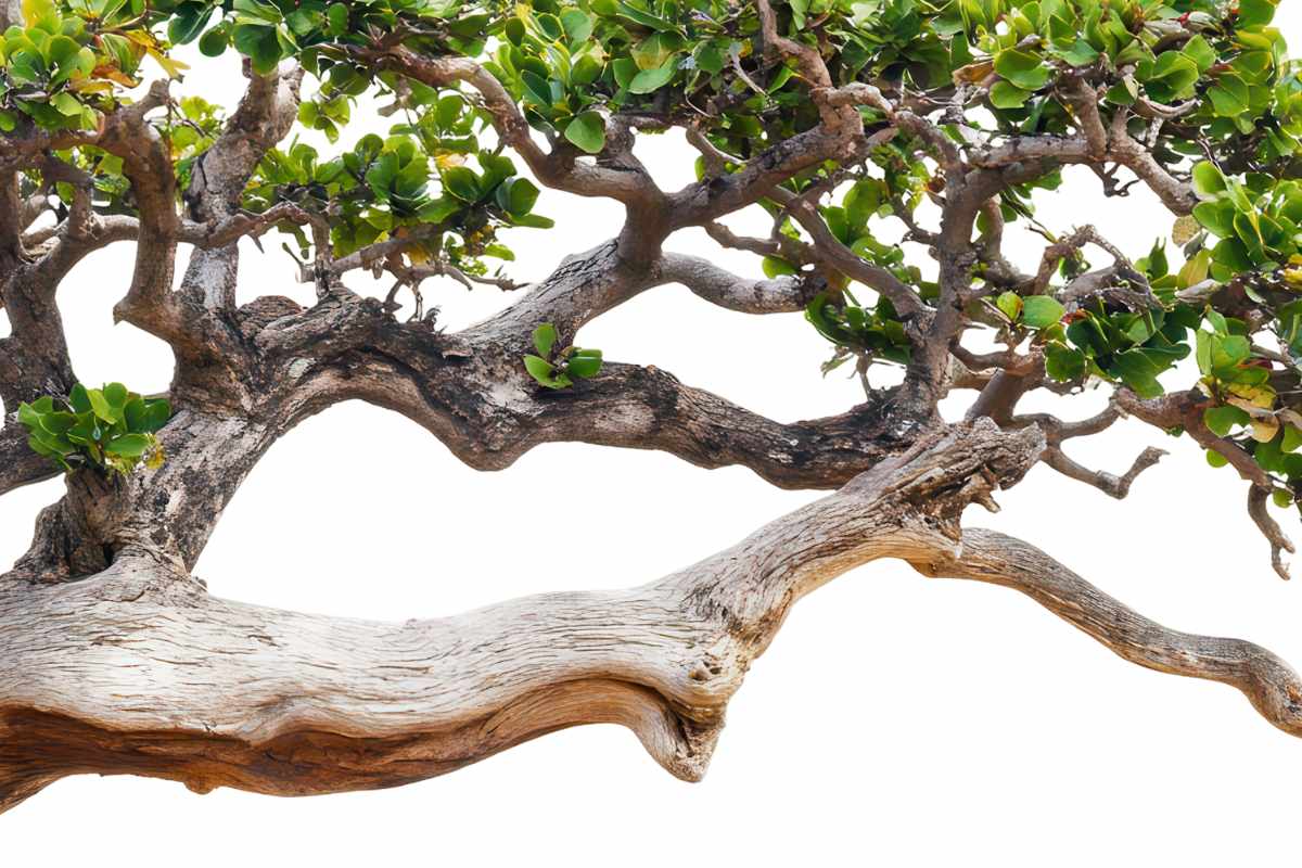 How to Select Material for Your First Bonsai Trees!