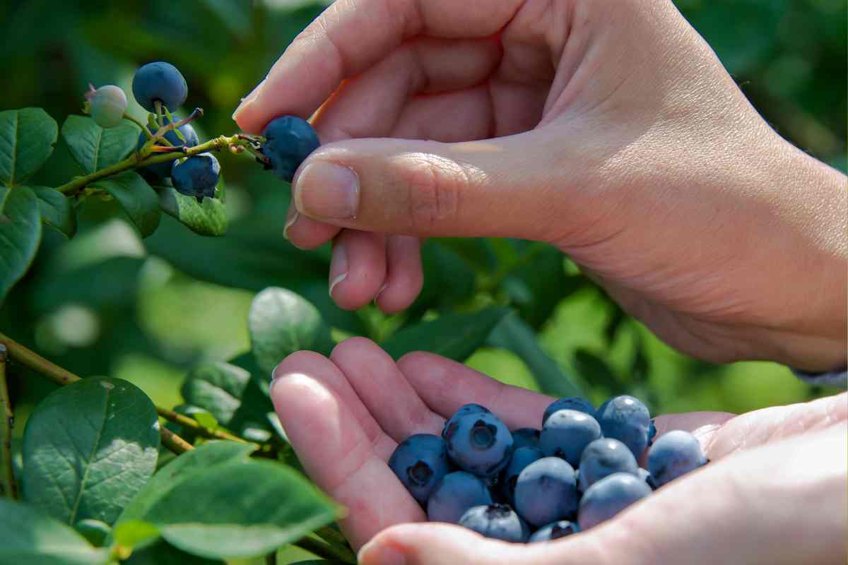 Collect Free Blueberry Seeds From Food Waste