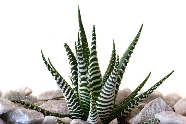 How to take care of "Zebra Plant"