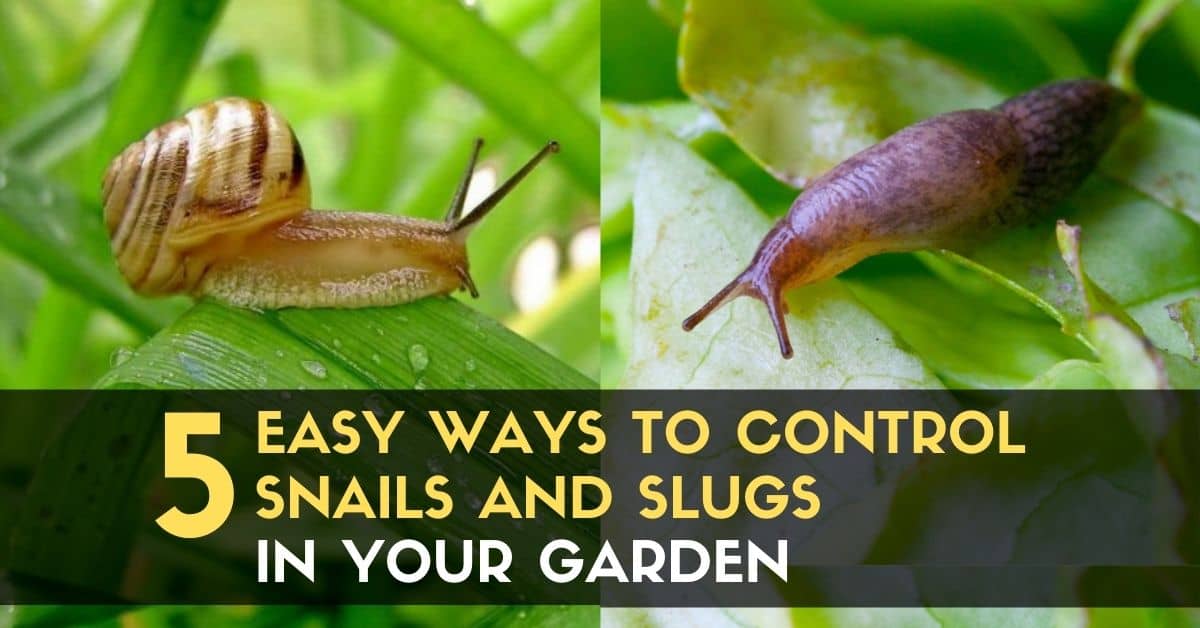 5 EASY WAYS to Control Snails and Slugs in Your Garden