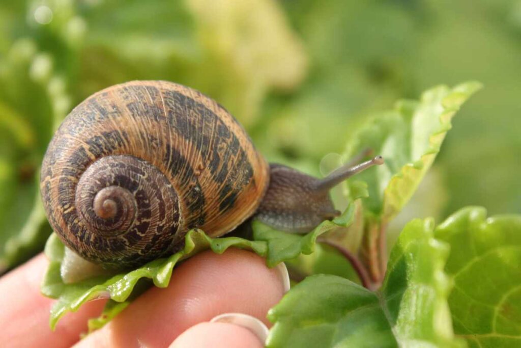 5 EASY WAYS to Control Snails and Slugs in Your Garden