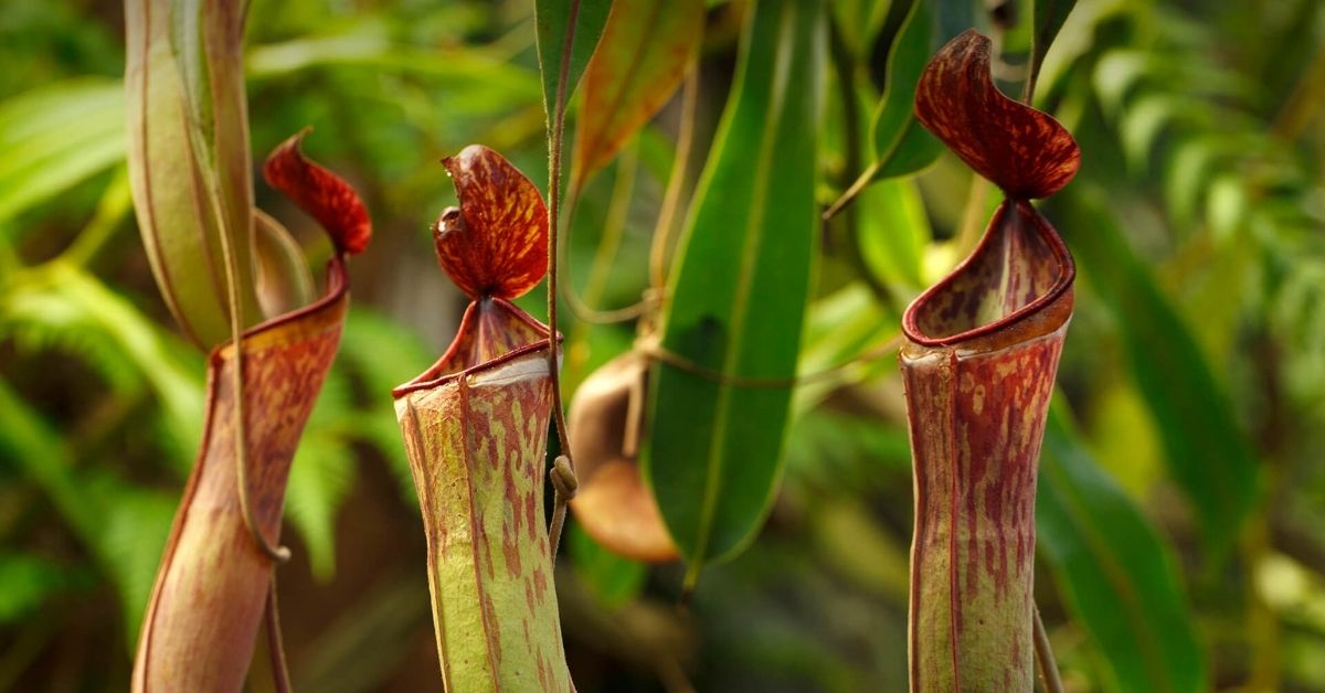 How to Care For Pitcher Plant / Nepenthes