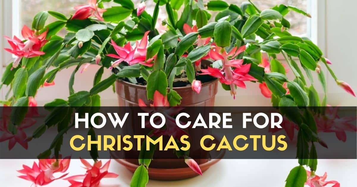 How to Care for Christmas Cactus