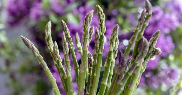 How to Grow Asparagus In Containers
