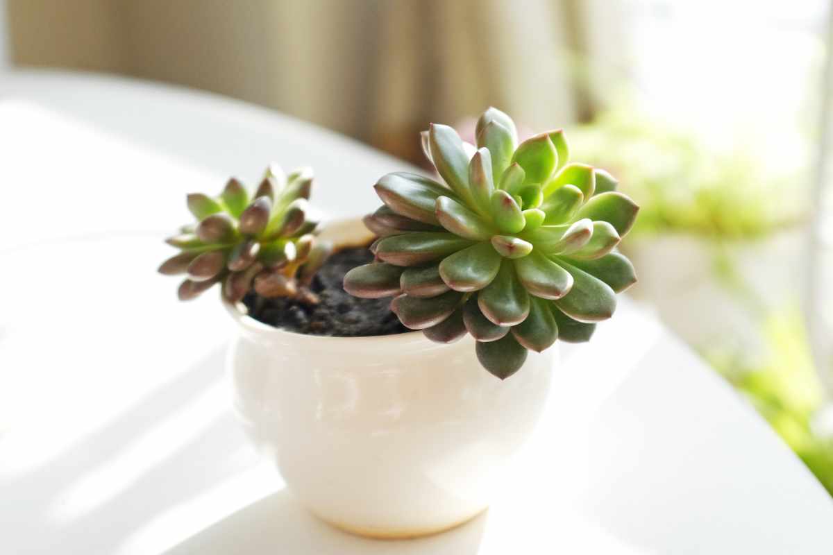 5 TIPS for Keeping your Indoor Succulents Healthy