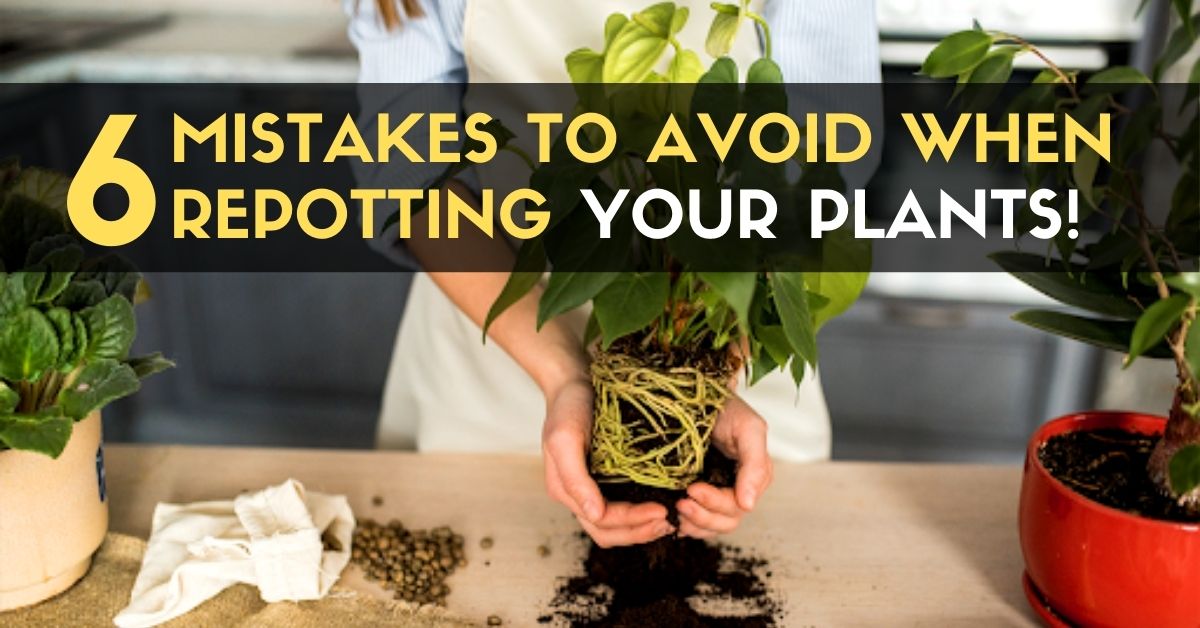 6 Mistakes to Avoid when Repotting Your Plants!