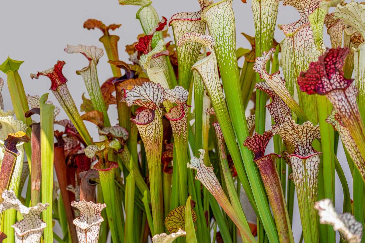 How to Care For Pitcher Plant / Nepenthes