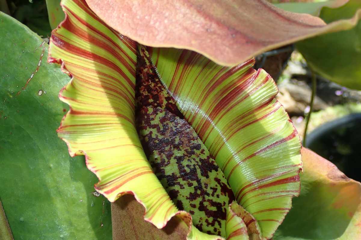 How to Care For Pitcher Plant / Nepenthes