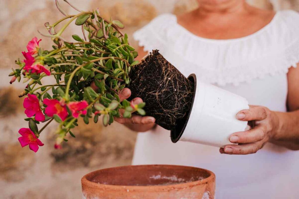 6 Mistakes to Avoid when Repotting Your Plants!