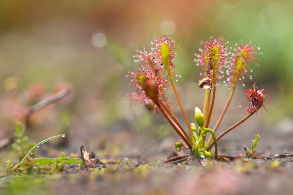 How To Care For Sundews