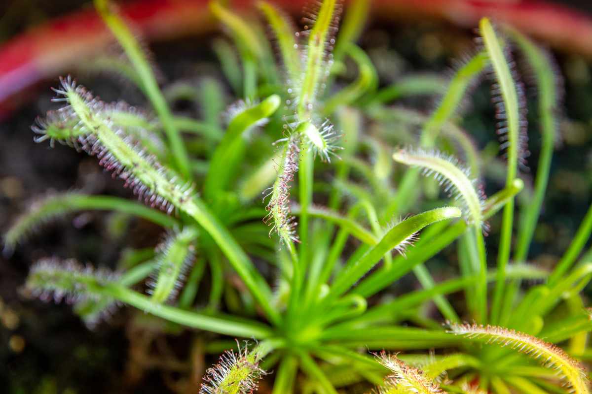 How To Care For Sundews