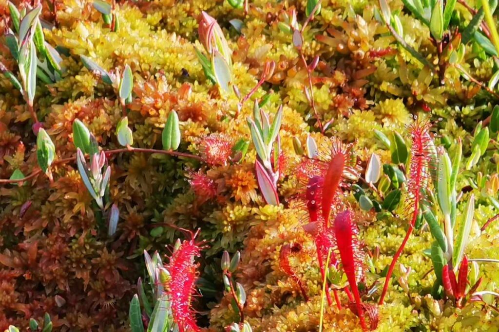 How To Care For Sundews