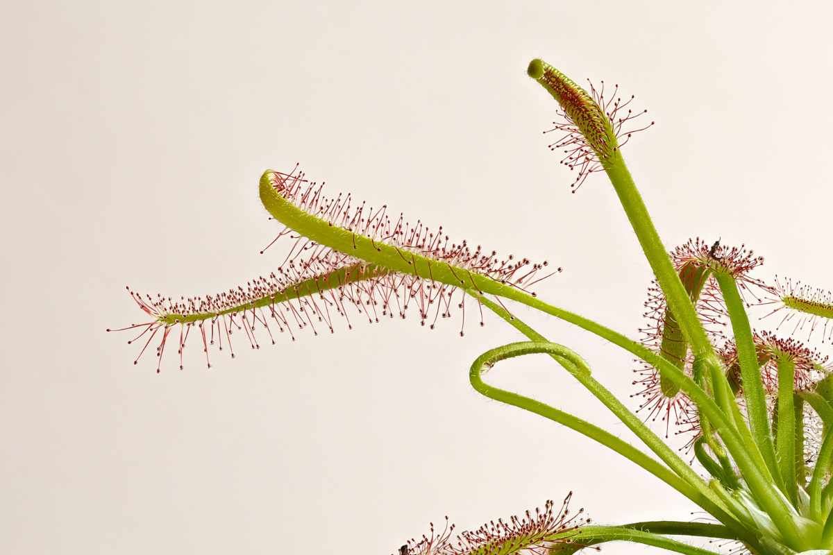 How To Care For Sundews