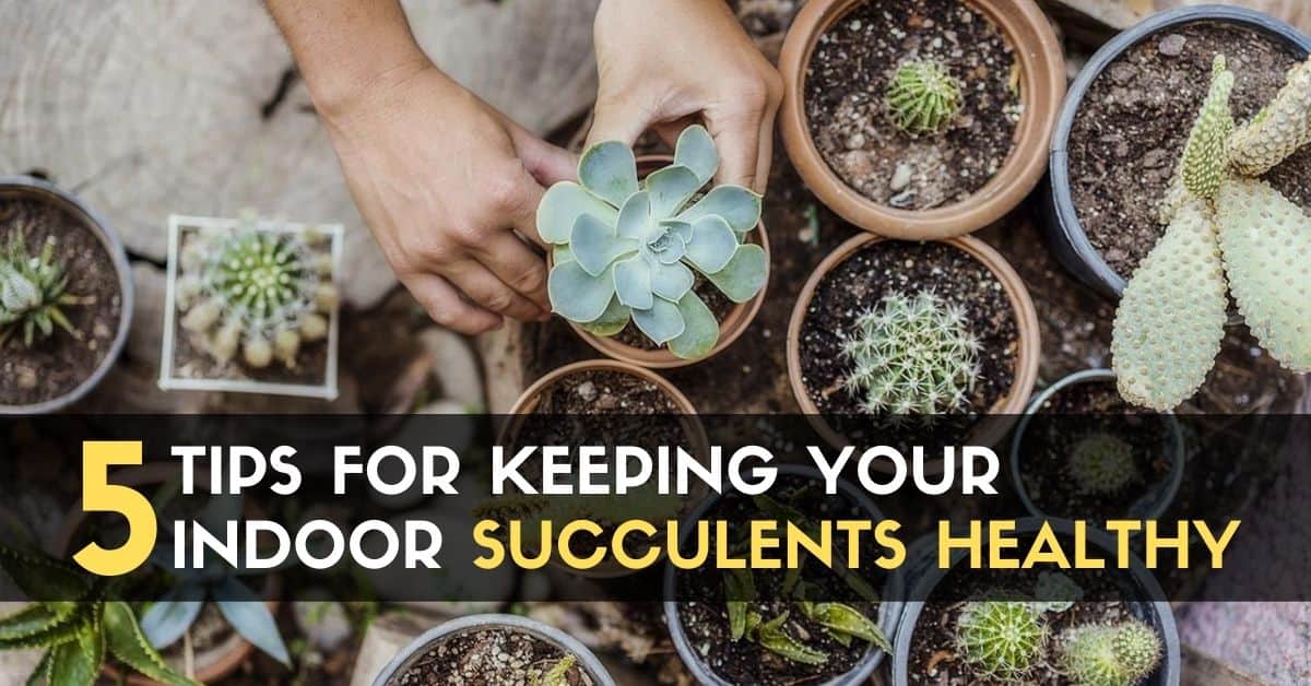 5 TIPS for Keeping your Indoor Succulents Healthy