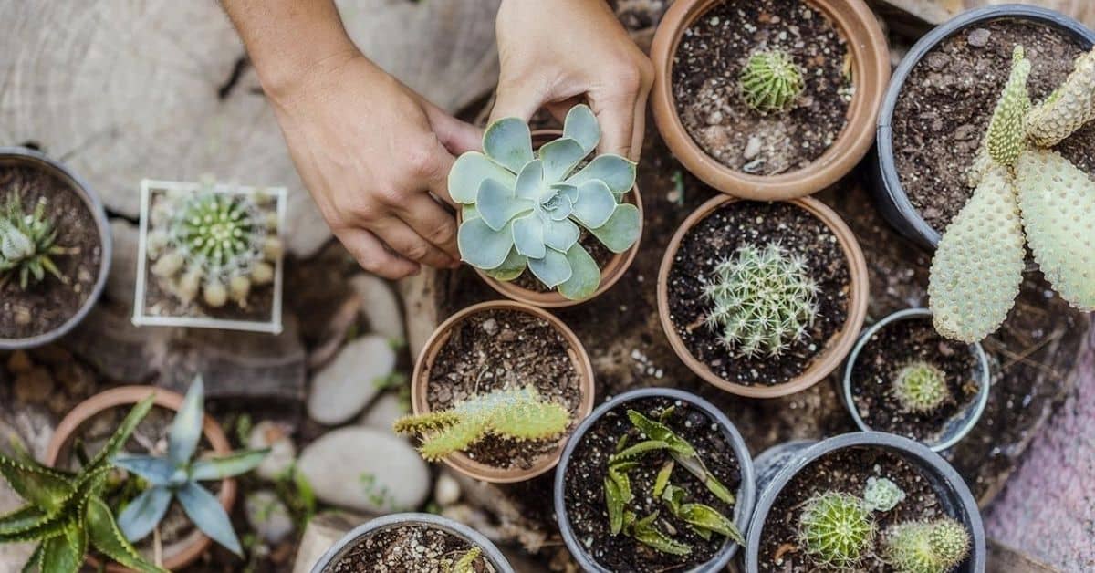 5 TIPS for Keeping your Indoor Succulents Healthy