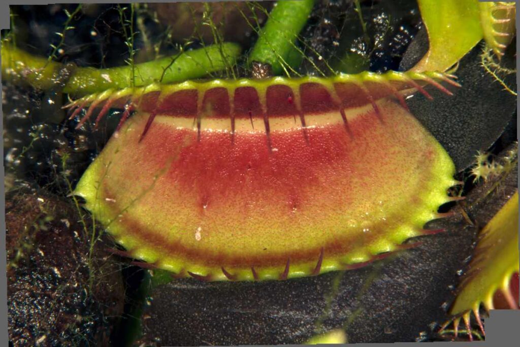 What's Inside A Venus Flytrap?