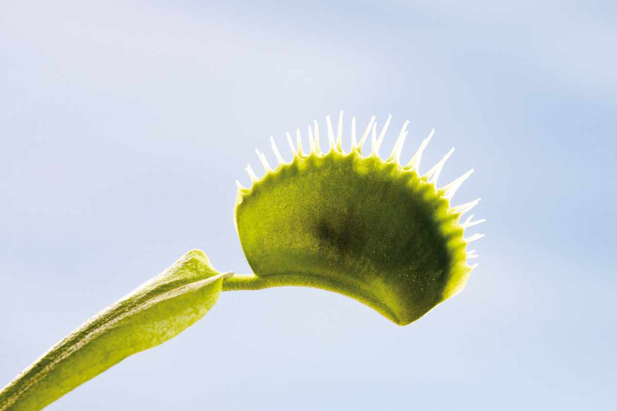What's Inside A Venus Flytrap?