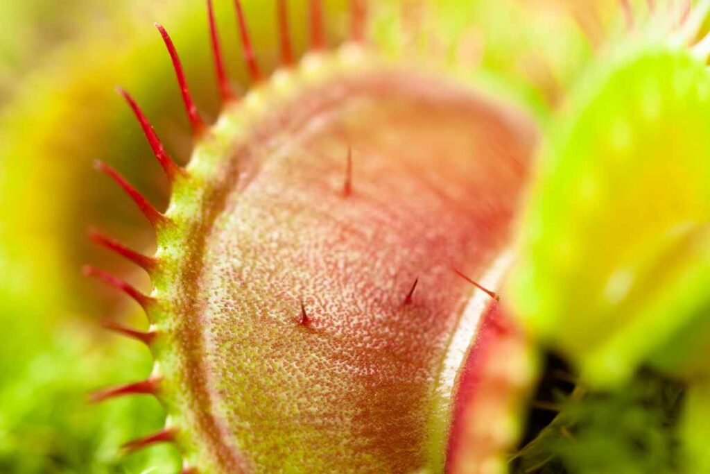 What's Inside A Venus Flytrap?