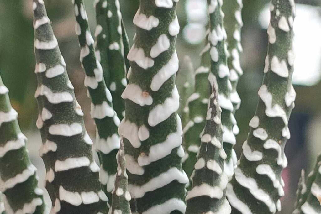 How to take care of "Zebra Plant"