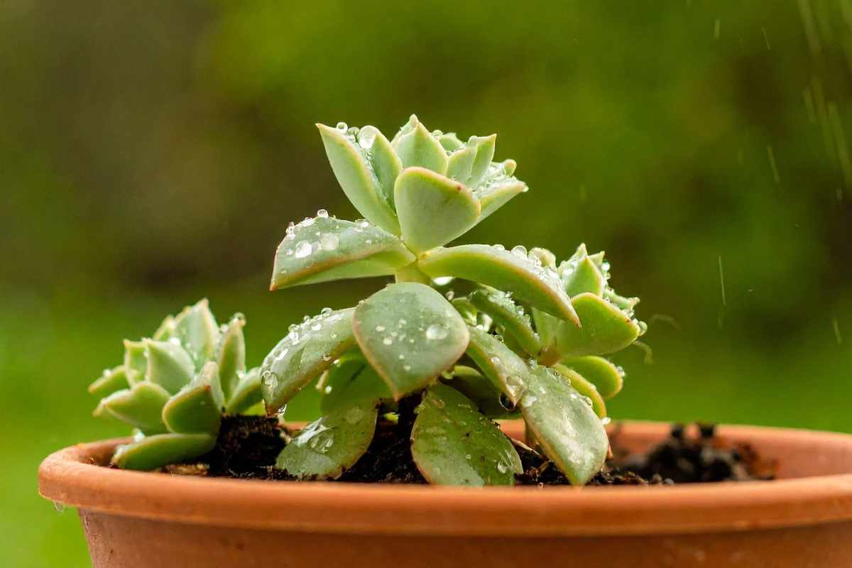 How and When to Water Succulents