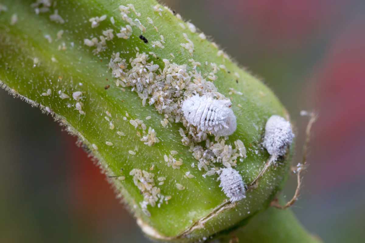 Discover Signs of Pests in your Orchids