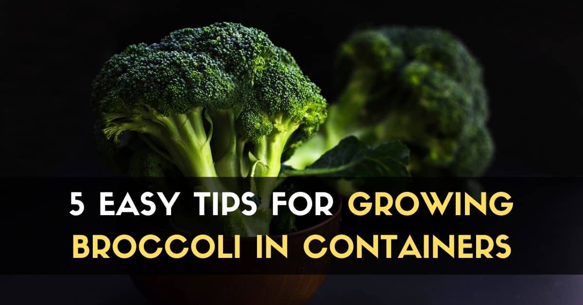5 EASY TIPS for Growing Broccoli in Containers