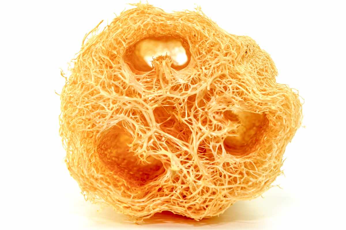 Grow Your Own Luffa Sponges: Easy Steps