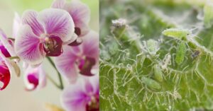 Discover Signs of Pests in your Orchids