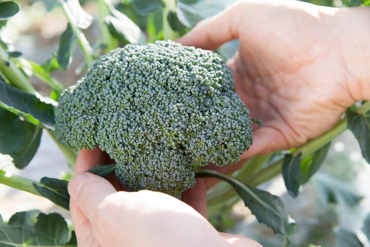 5 EASY TIPS for Growing Broccoli in Containers