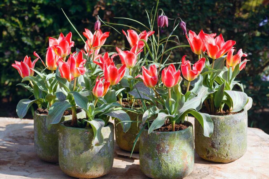 How to Grow Tulip Bulbs in Containers
