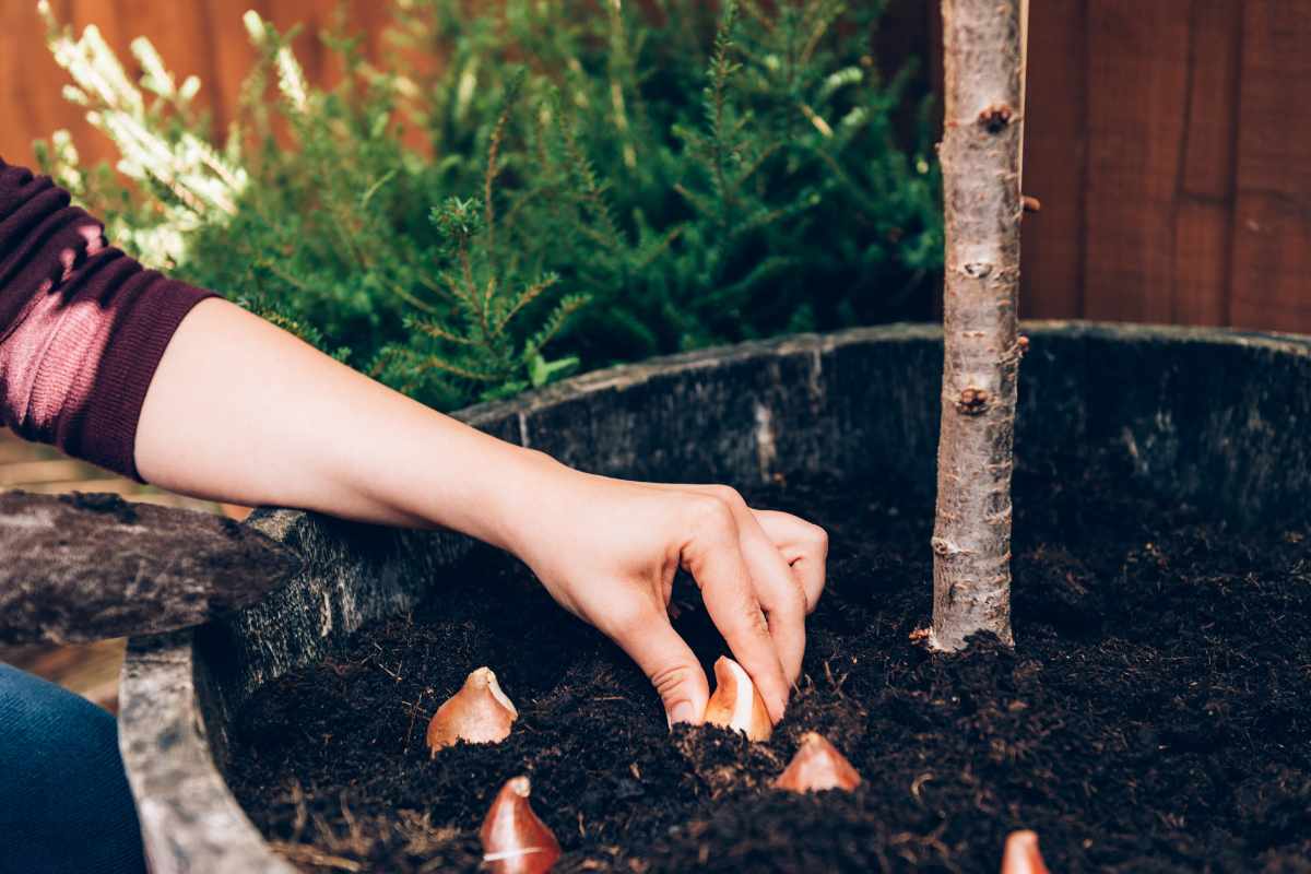 How to Grow Tulip Bulbs in Containers
