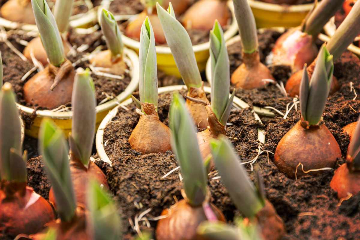 How to Grow Tulip Bulbs in Containers