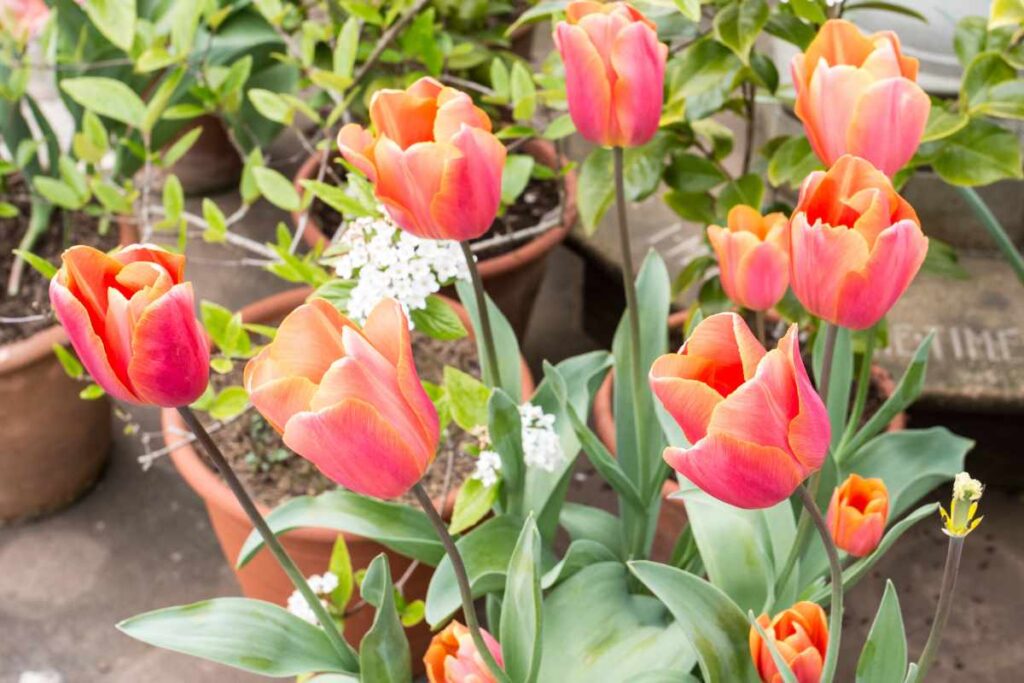 How to Grow Tulip Bulbs in Containers