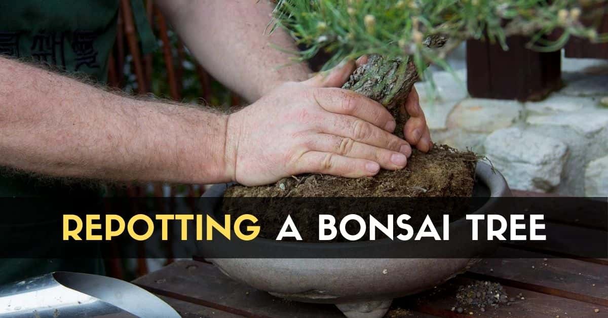 Learn How to Repotting a Bonsai Tree