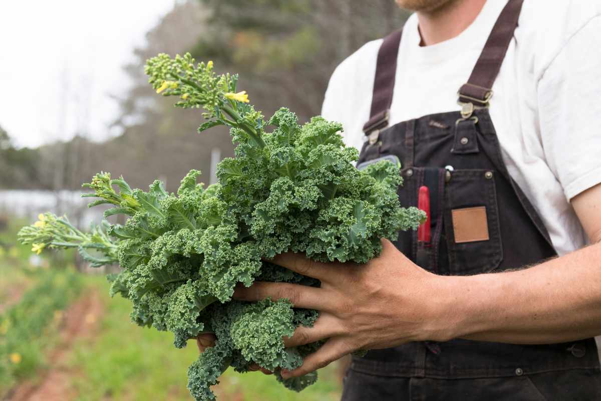 How to Grow Lots of Kale