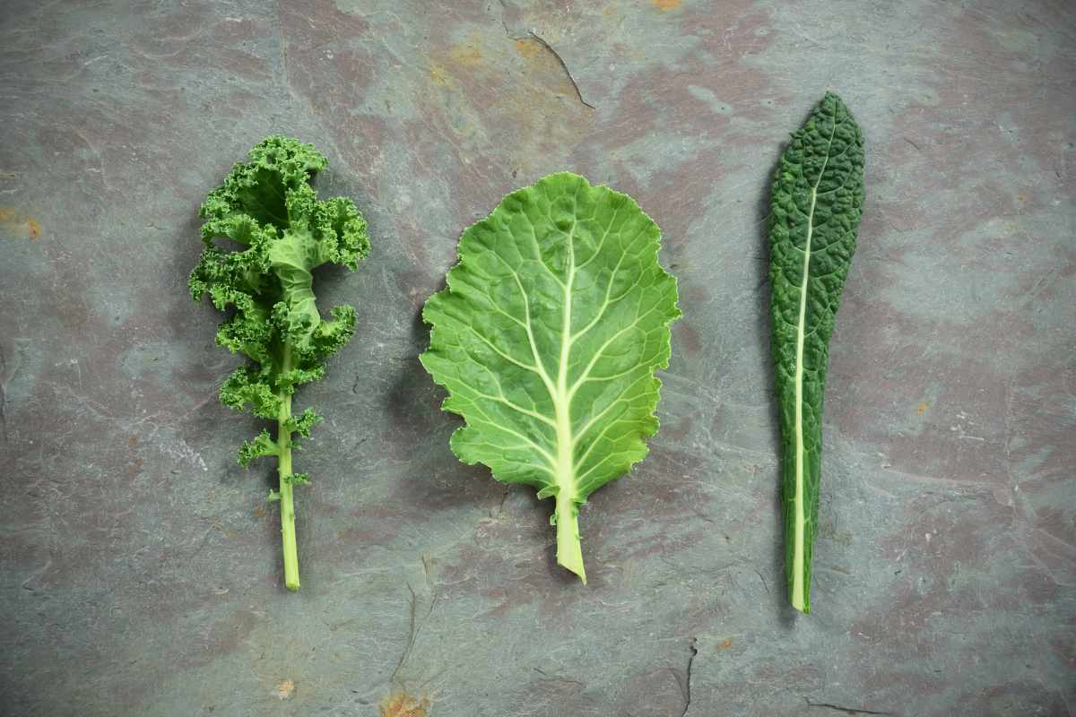How to Grow Lots of Kale