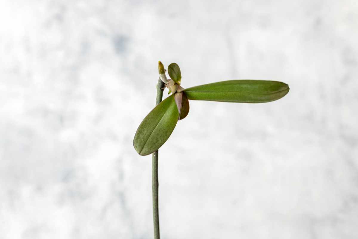 How to grow Baby Orchid Plants