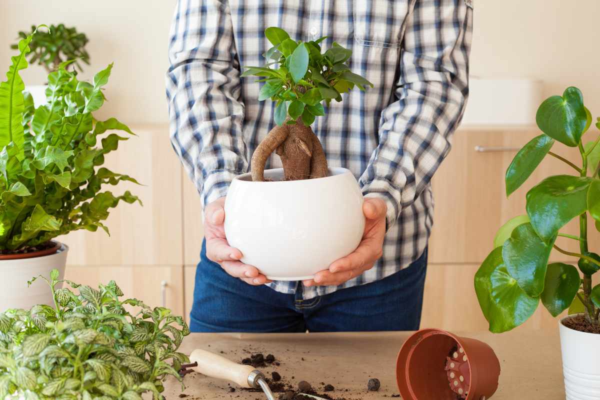 Learn How to Repotting a Bonsai Tree