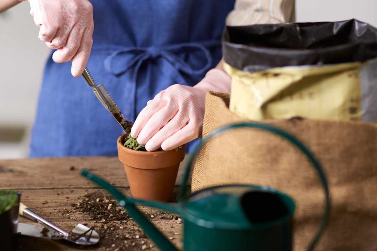 Learn How to Repotting a Bonsai Tree