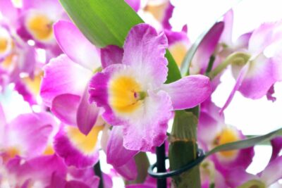 Dendrobium Orchids Care for Beginners
