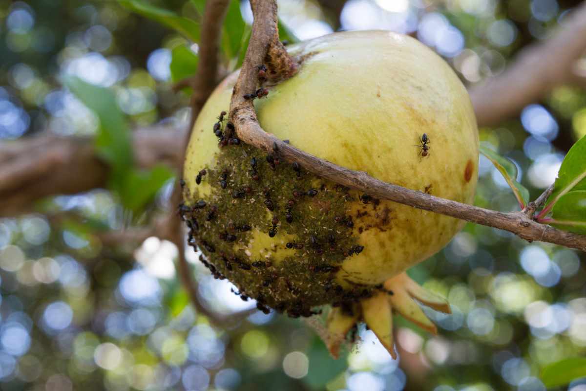 3 Simple Tricks to KEEP ANTS OFF FRUIT TREES