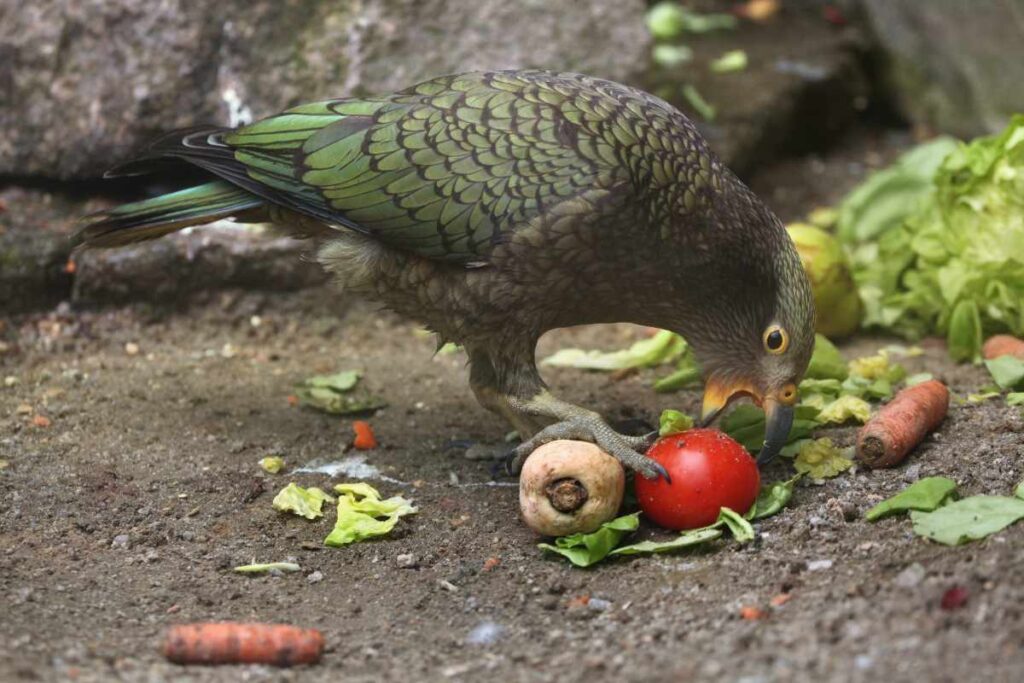 8 Food Scraps you can Feed Wild Birds