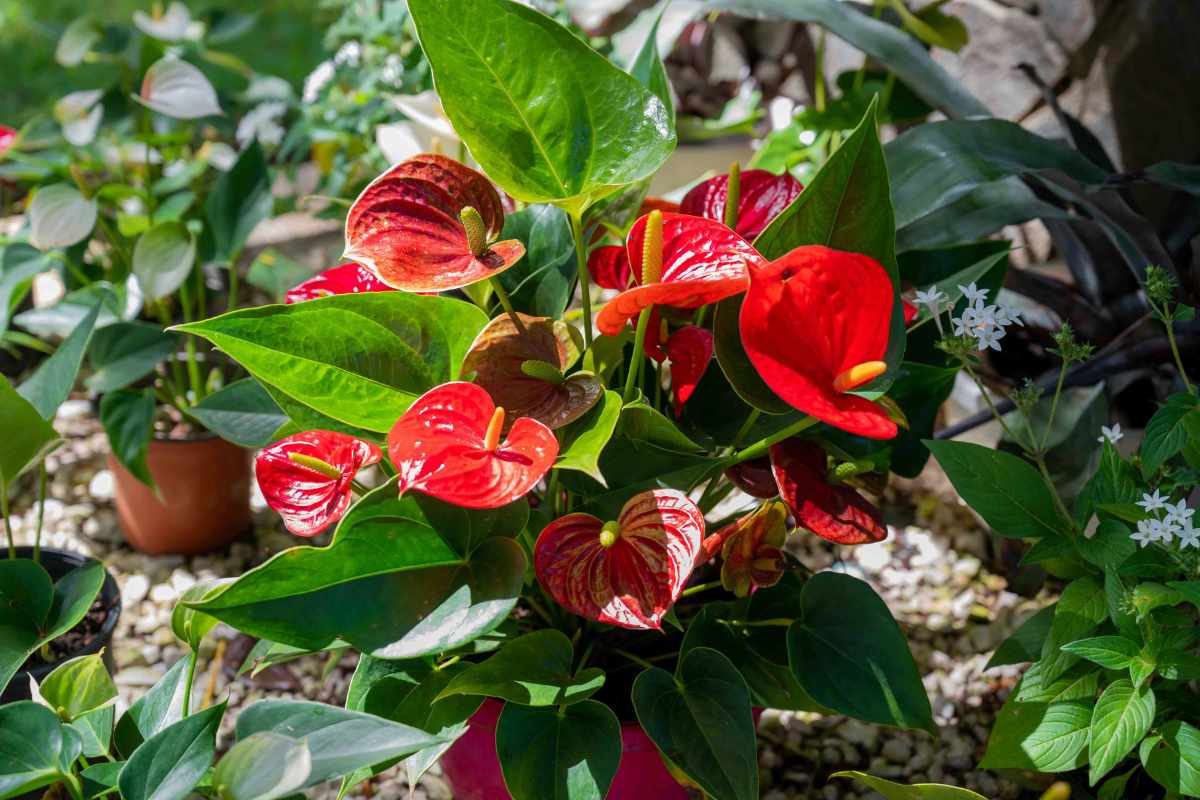 How to Care for Anthuriums: Your Complete Guide