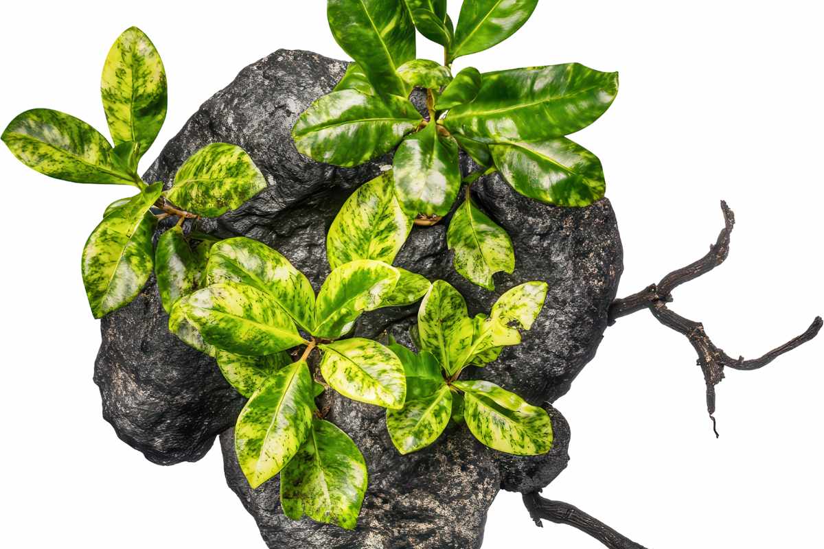 Bonsai Technique - Root Over Rock