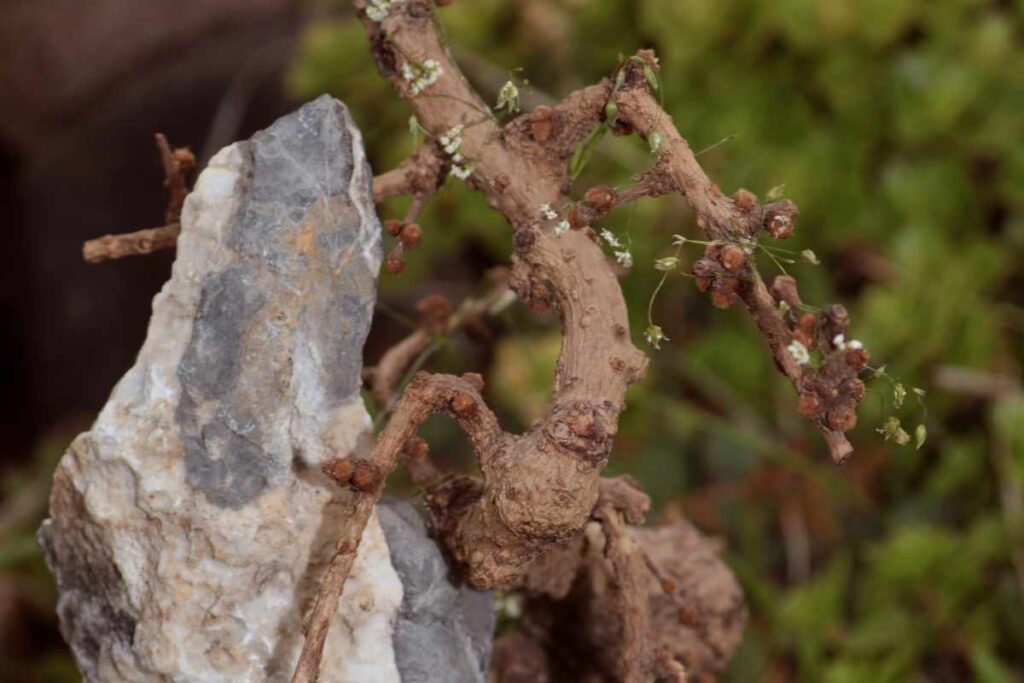 Bonsai Technique - Root Over Rock
