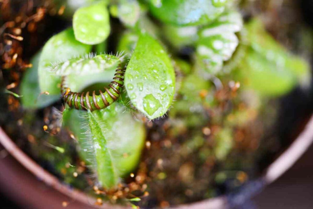 Avoid This Type of Pot for Your Carnivorous Plants!
